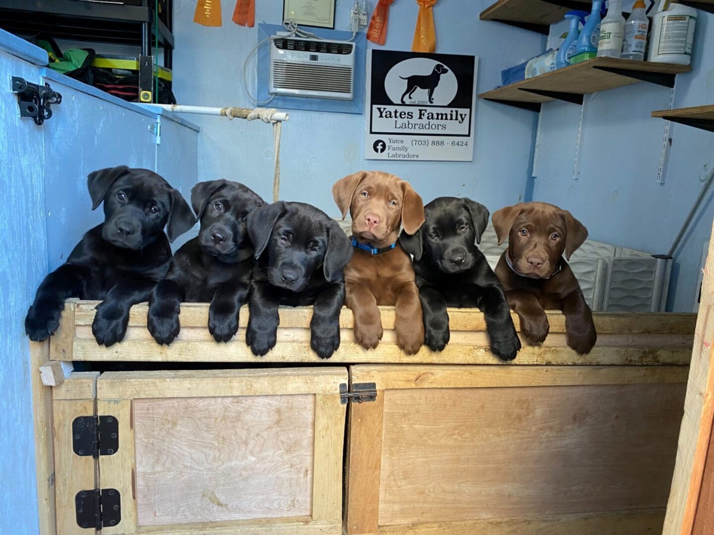Our Home - Yates Family Labradors